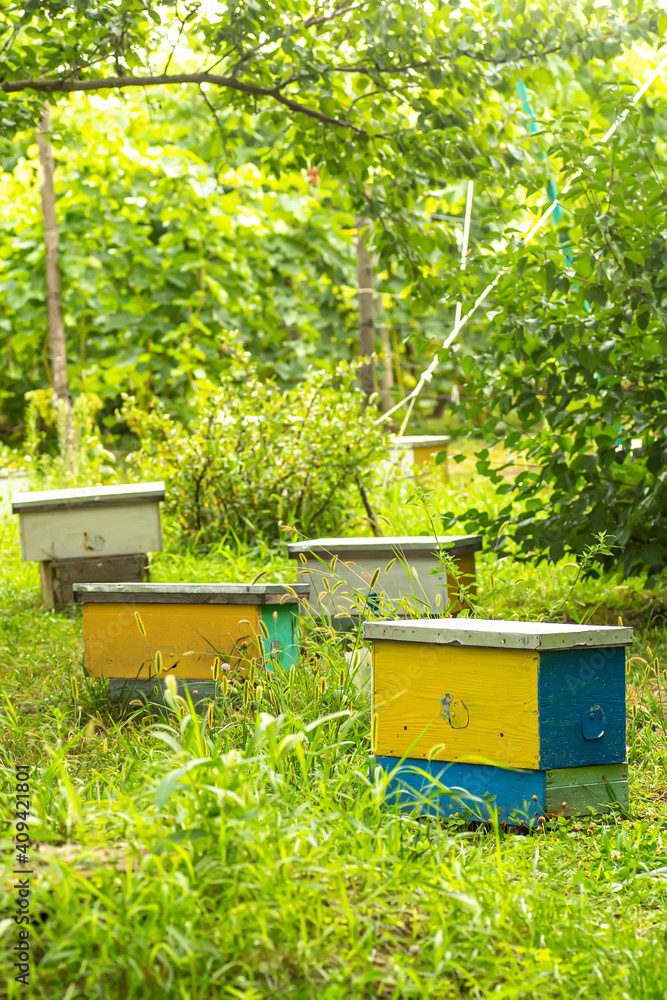 Lots of little yellow nuc, nuc hive among grass in spring. inseminators ...