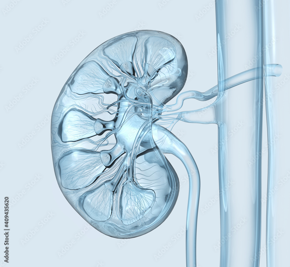 Human kidney cross section, colorful x-ray style, medically 3D ...