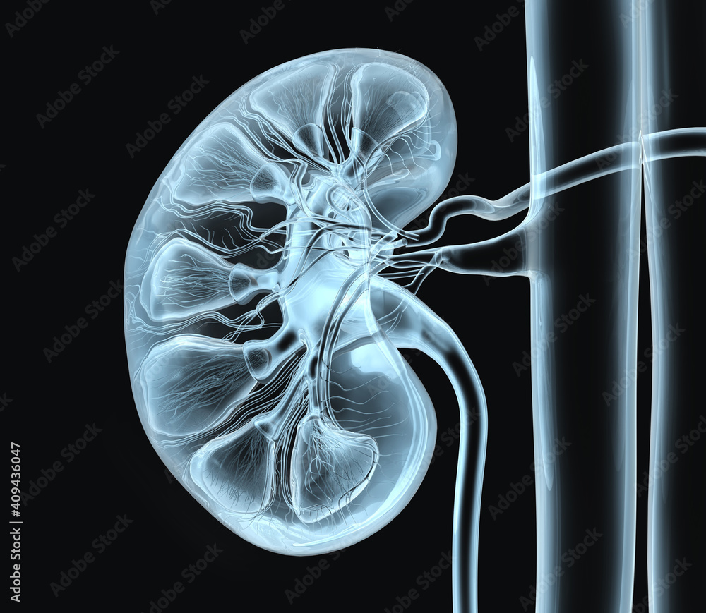 Human kidney cross section, x-ray style, medically 3D illustration ...