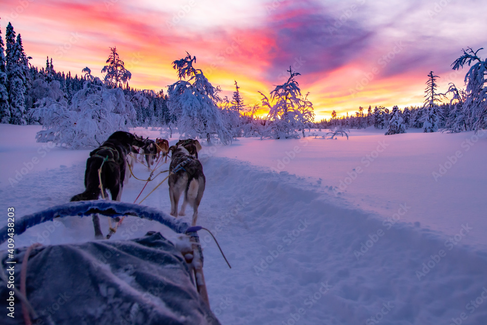 beautiful red sunset during a day of dog sledding with huskies. Stock ...