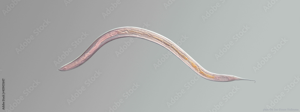 Nematode roundworm stained under the phase contrast microscope Stock ...