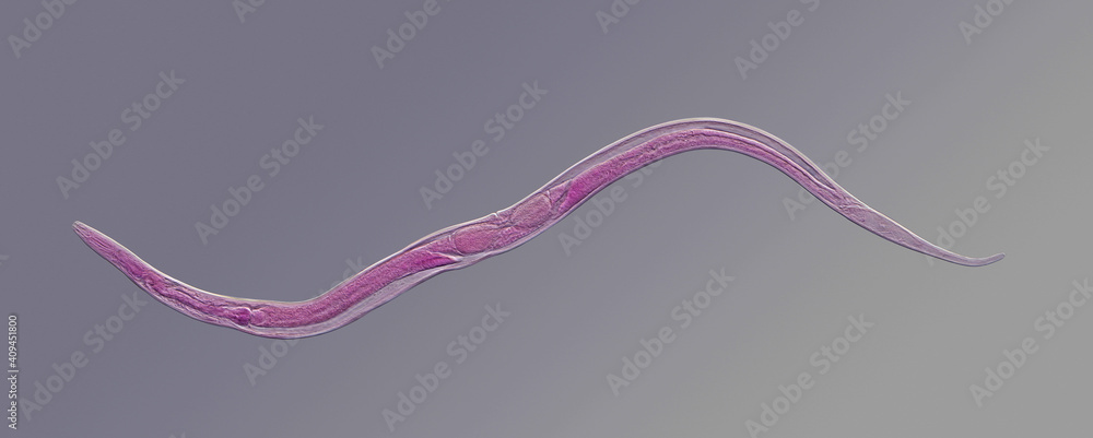 Nematode roundworm stained under the phase contrast microscope Stock ...