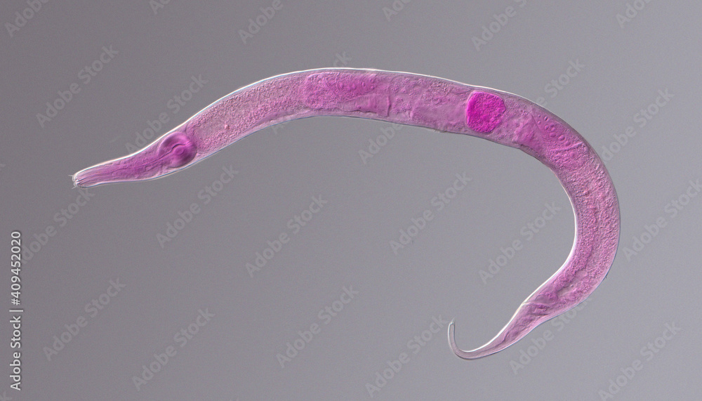 Nematode roundworm stained under the phase contrast microscope Stock ...