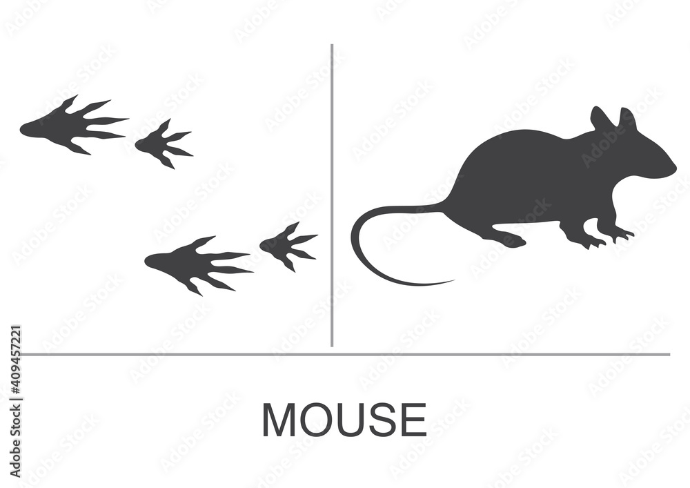 Mouse silhouette and prints of the hind and fore paws. Vector ...
