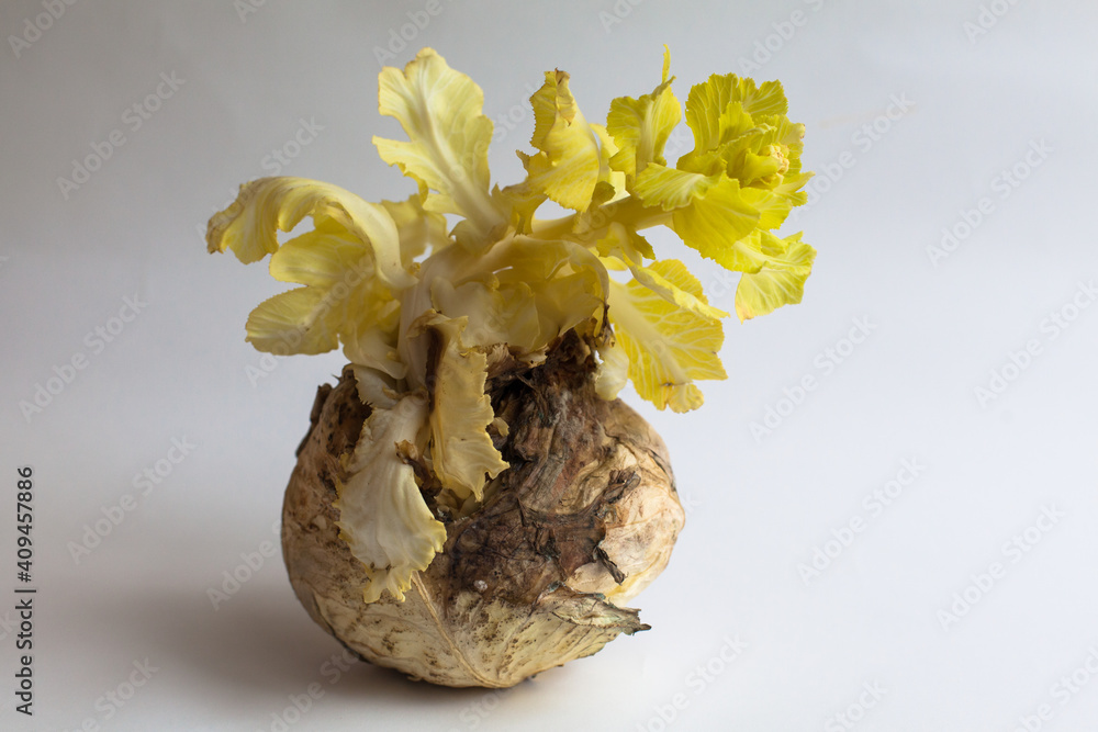 Old head of cabbage from it grows a new sprout top view. Sprouted ...