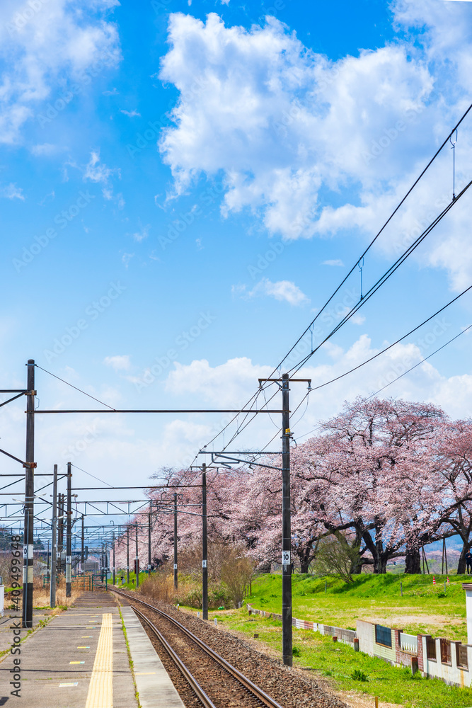 Foto de Sakura tunnel and walkway with japanese cherry blossom blooming ...