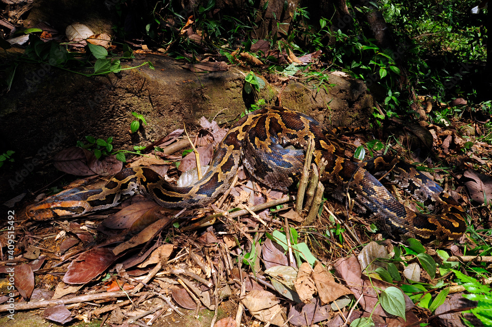 Sri Lanka Rock Python // Heller Tigerpython (Python molurus pimbura) - Sri Lanka Stock Photo ...