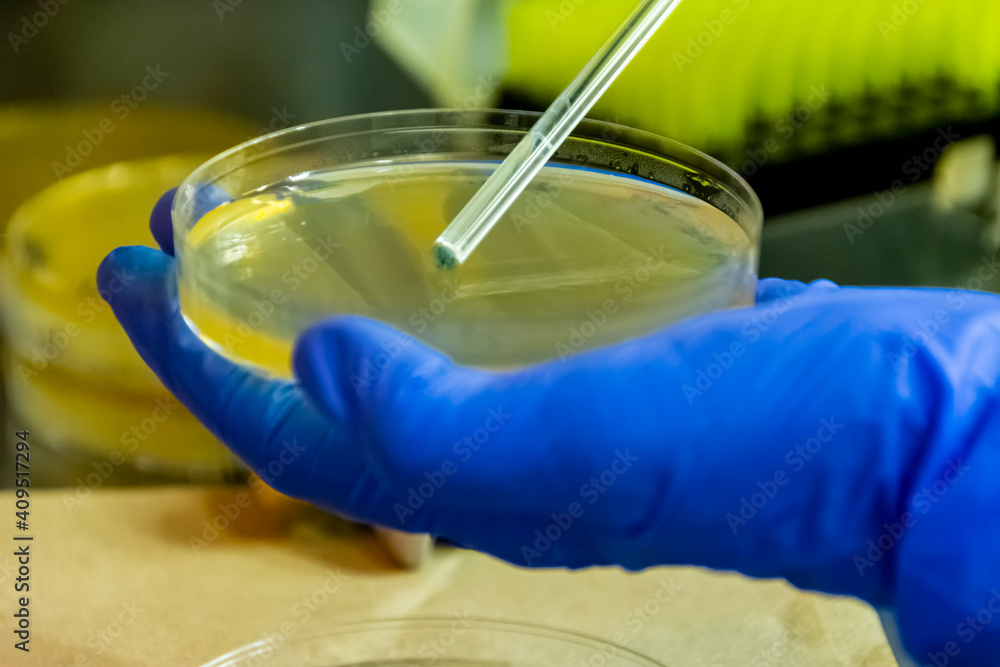 Scientist spreading bacteria liquid medium on agar plate under the ...