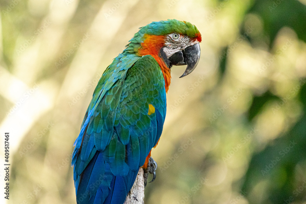 Hybrid macaw. This specimen was a result of the crossbreeding of a ...