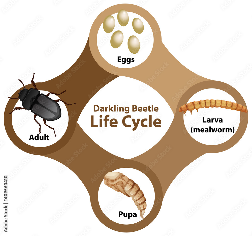 Diagram showing life cycle of Darkling Beetle Stock Vector | Adobe Stock