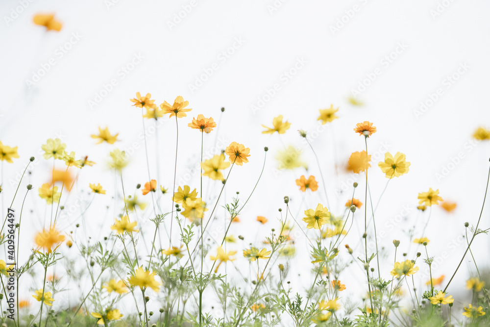 Nature of flower in garden using as cover page background natural flora ...