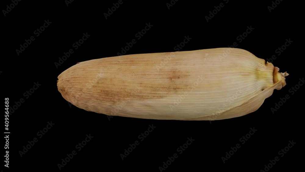 Realistic render of a spinning Unpeeled Corn (Maize) on the Cob in the ...