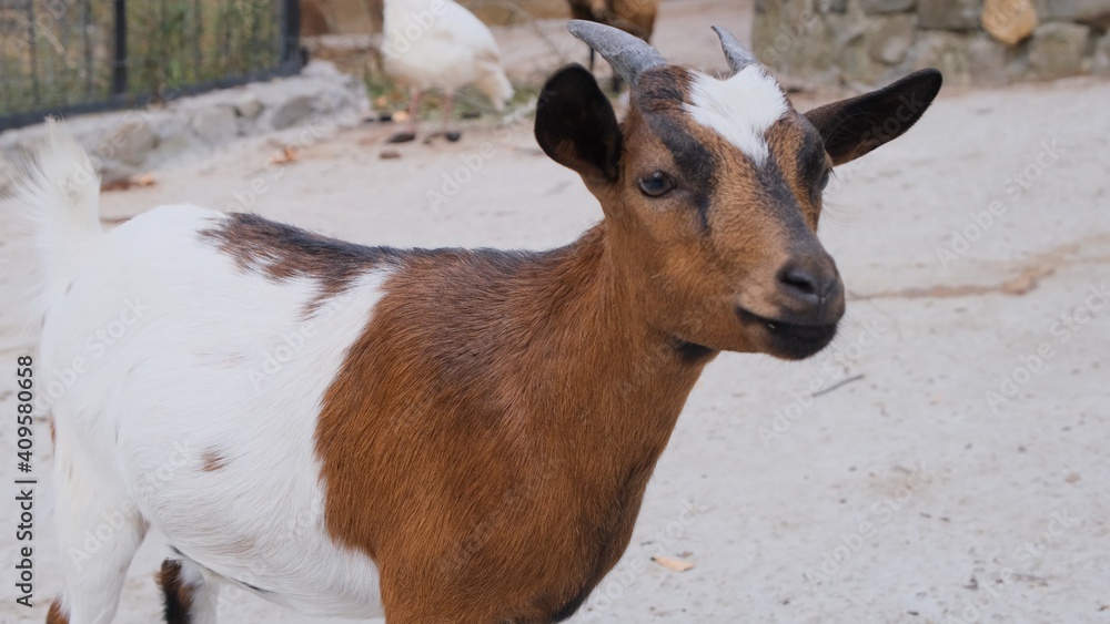 Adult red goat with horns in a meadow on a farm. Raising cattle on a ...