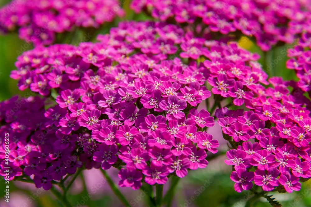 Achillea millefolium, known commonly as yarrow..Magenta bright yarrow ...