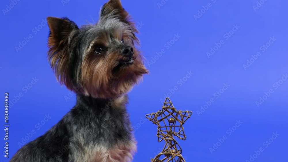 Profile portrait of a Yorkshire terrier next to a wire tree in the ...