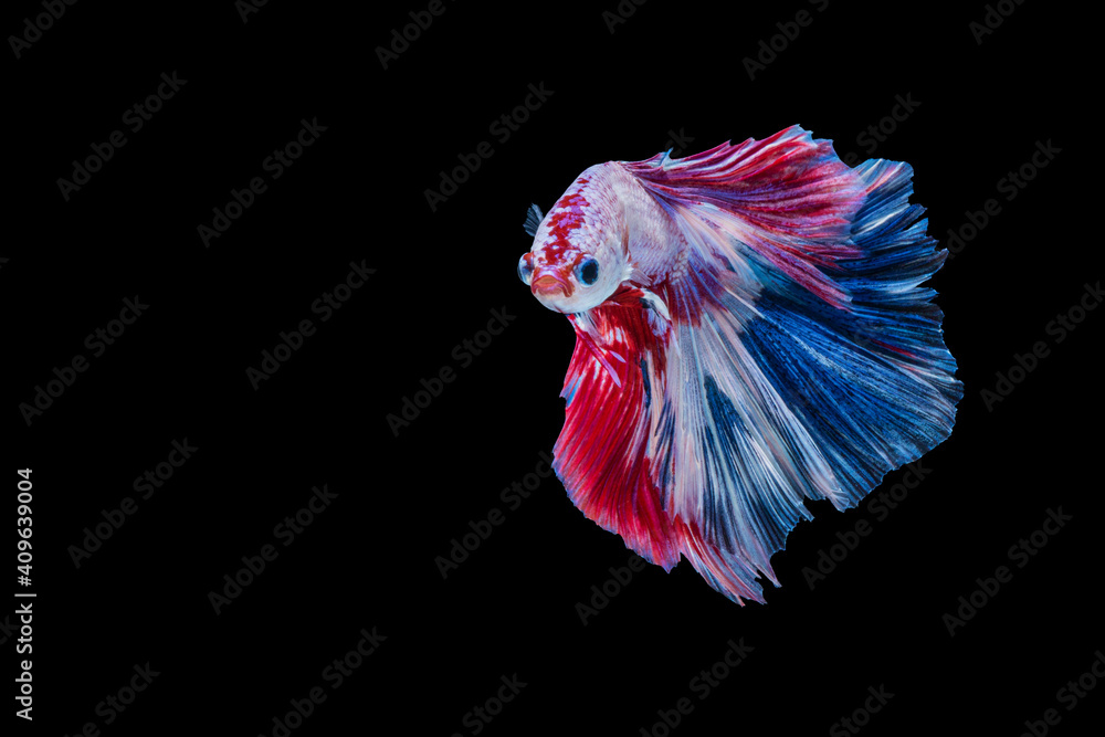 Rhythmic of betta fighting fish over isolated black background. The ...