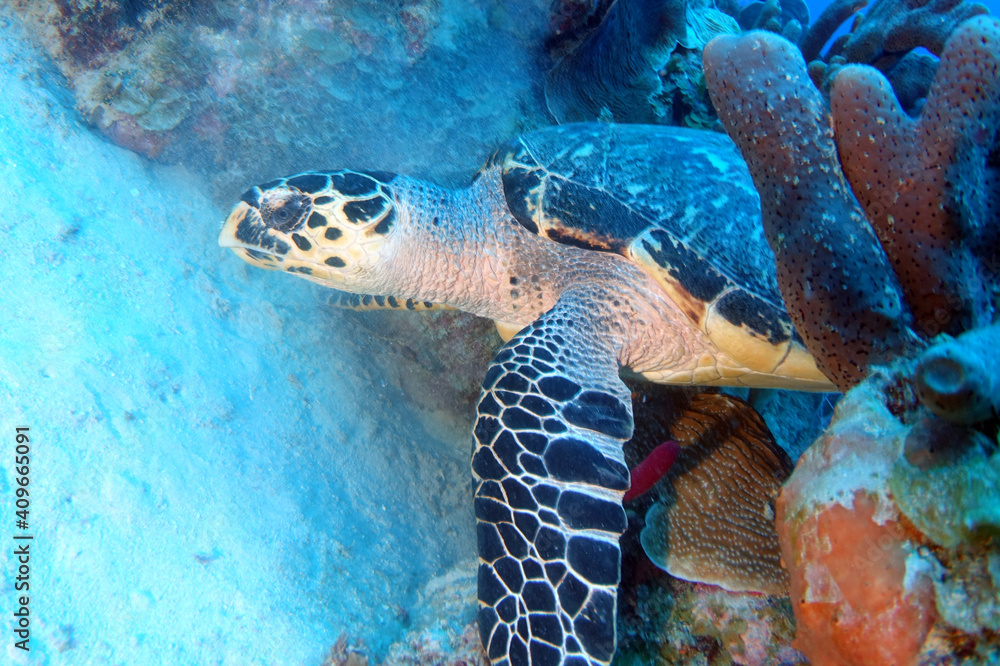 Diving in the Caribbean at the RMS Rhone, beautiful environment with ...