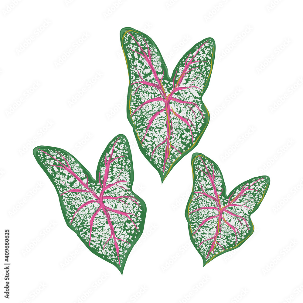 Colorful taro leaves vector illustrations with hand drawn style Stock ...