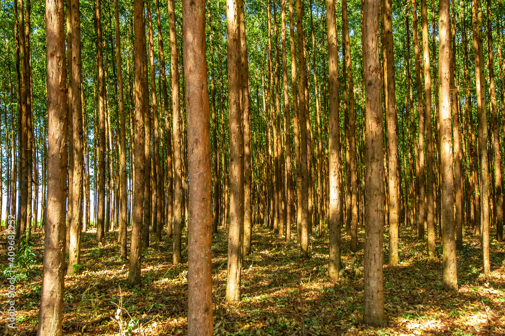 eucalyptus. tree for wood, cellulose and medicinal Stock Photo | Adobe ...