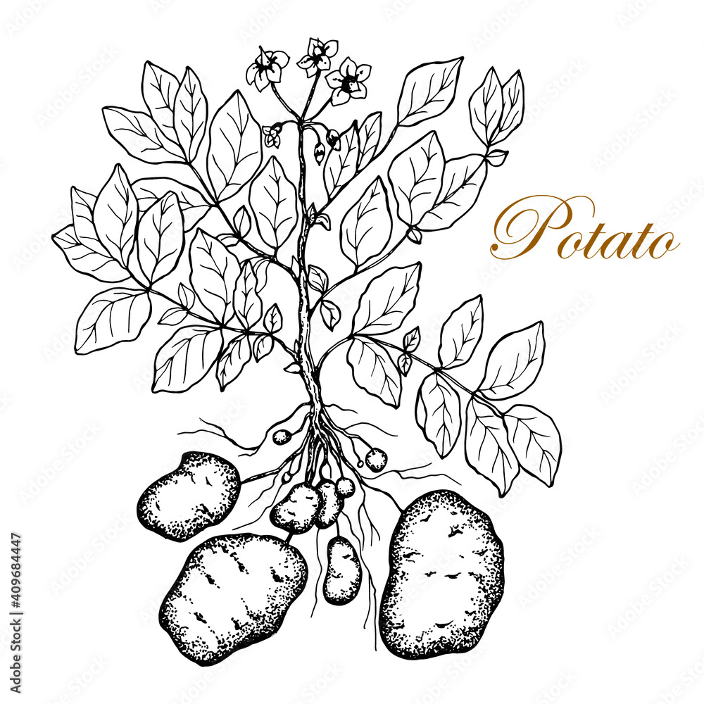 Potatoes with tubers, leaves,stem and flowers . Sketch. Vector. Hand ...
