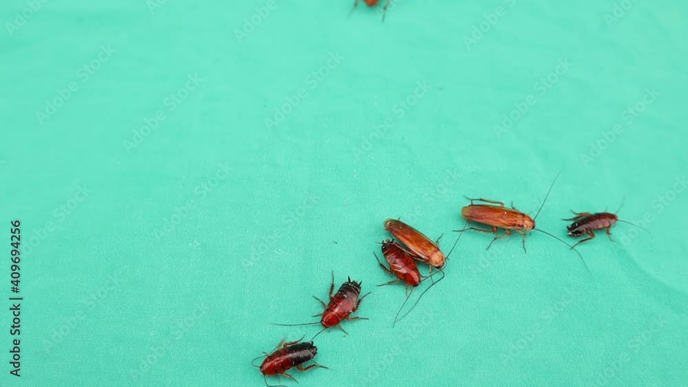 Vidéo Stock cockroach. American cockroaches on a green background ...
