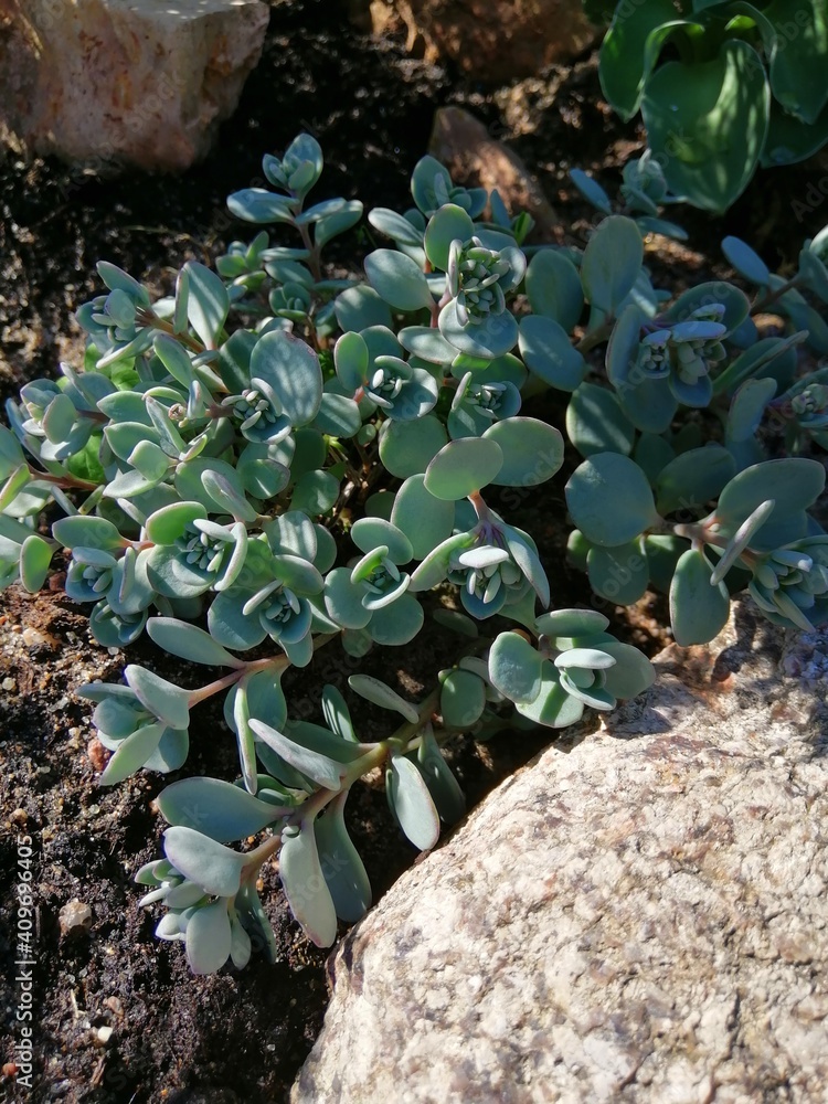 beautiful blue Sedum near the stone on a garden Alpine hill.Flower ...