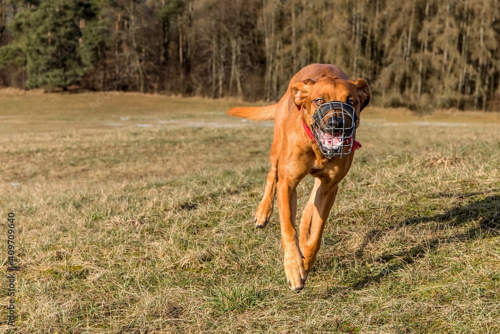 Front view of a running dog. Dogs runs across the meadow. At the dog ...