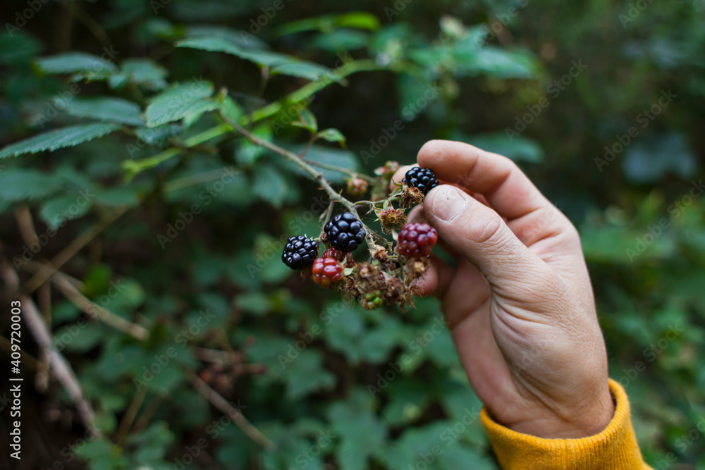 Foto de Foraging for wild food - summer bramble bushes full of fruit ...