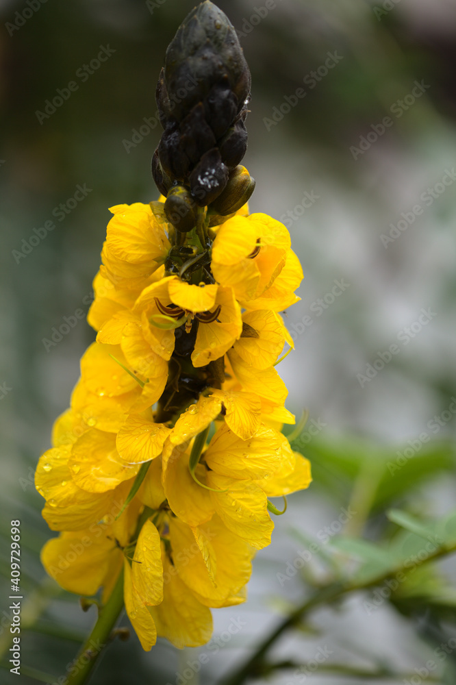 Yellow flowers of Senna didymobotrya aka popcorn cassia, natural floral ...
