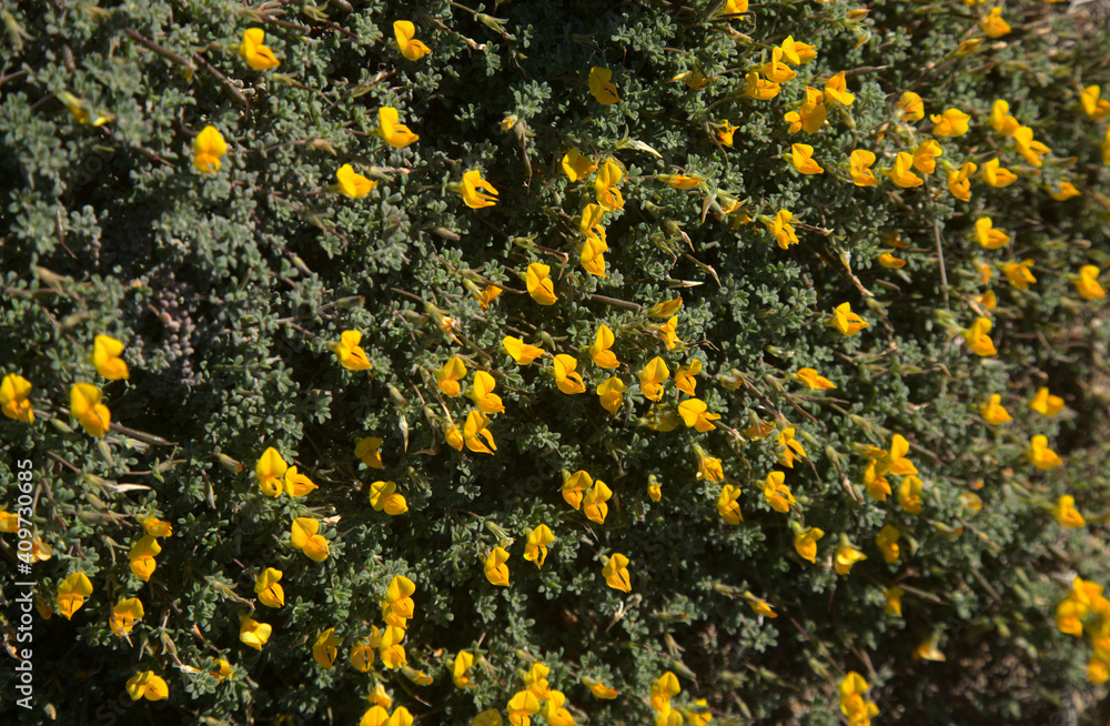Flora of Gran Canaria - yellow flowers of Lotus tenellus, plant endemic ...
