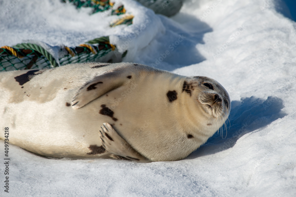 A large grey adult harp seal moving along the top of ice and snow. You ...