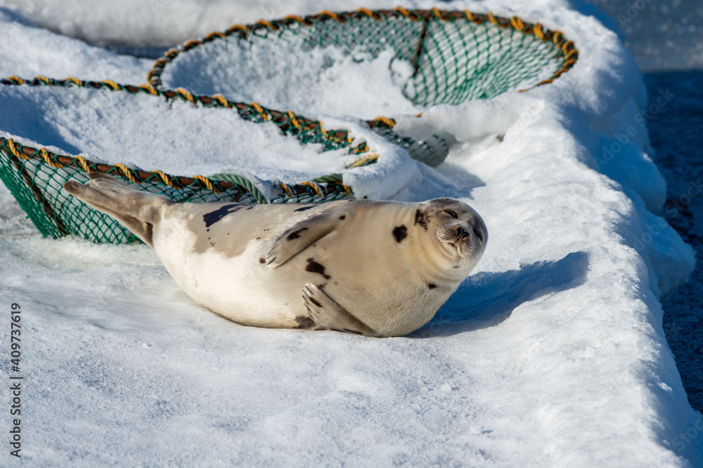 A young harp seal lays on white snow among beach grass in the cold ...