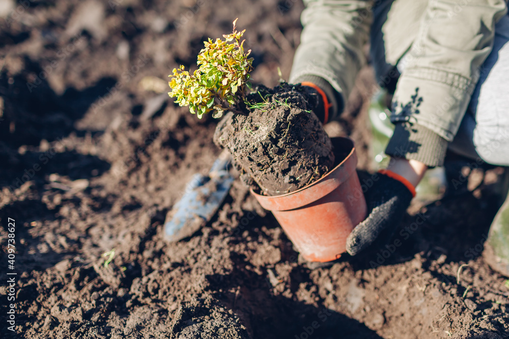 Gardener transplanting barberry bush from container into soil. Spring ...