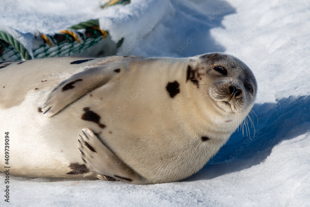 A young harp seal lays on white snow among beach grass in the cold ...