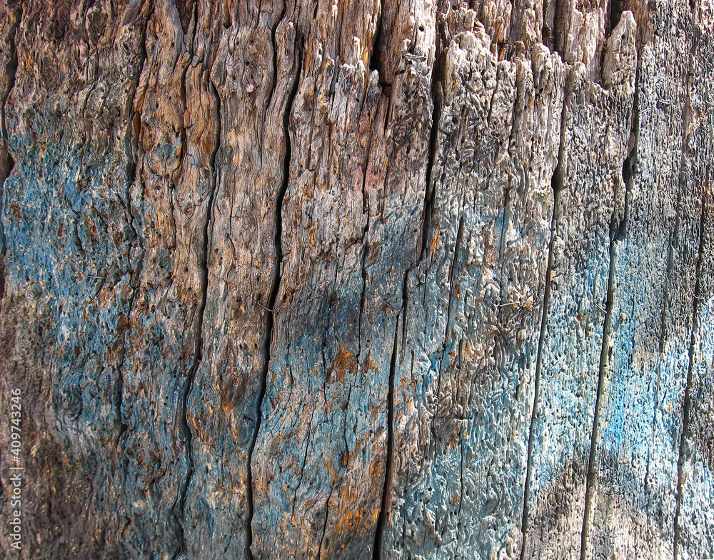 Tree branch wood texture macro. Stock Photo | Adobe Stock