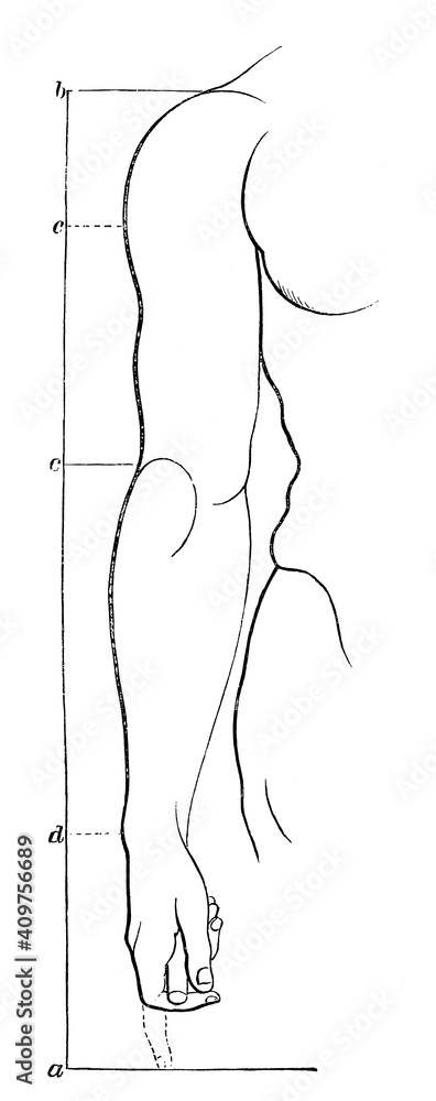 Human hand and body part showing relative proportions. Illustration of ...