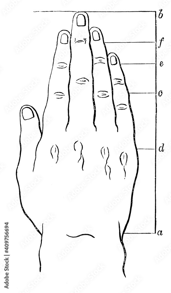 Hand showing relative proportions. Illustration of the 19th century ...