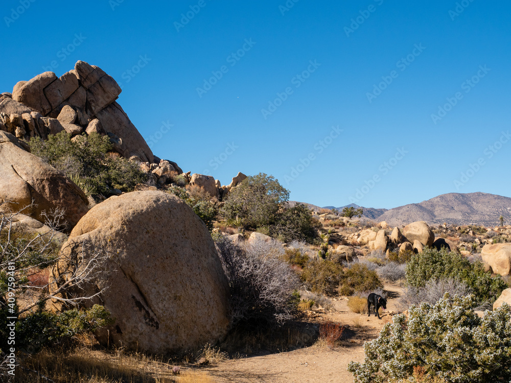 Black labrador retriever climbing among boulders in Yucca Valley ...