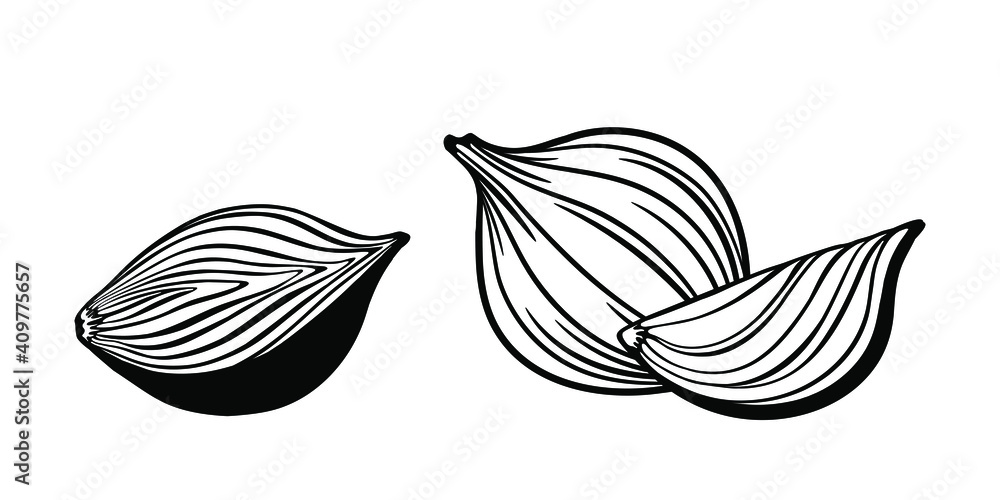 Vector outline drawing of sliced onion isolated on white background ...
