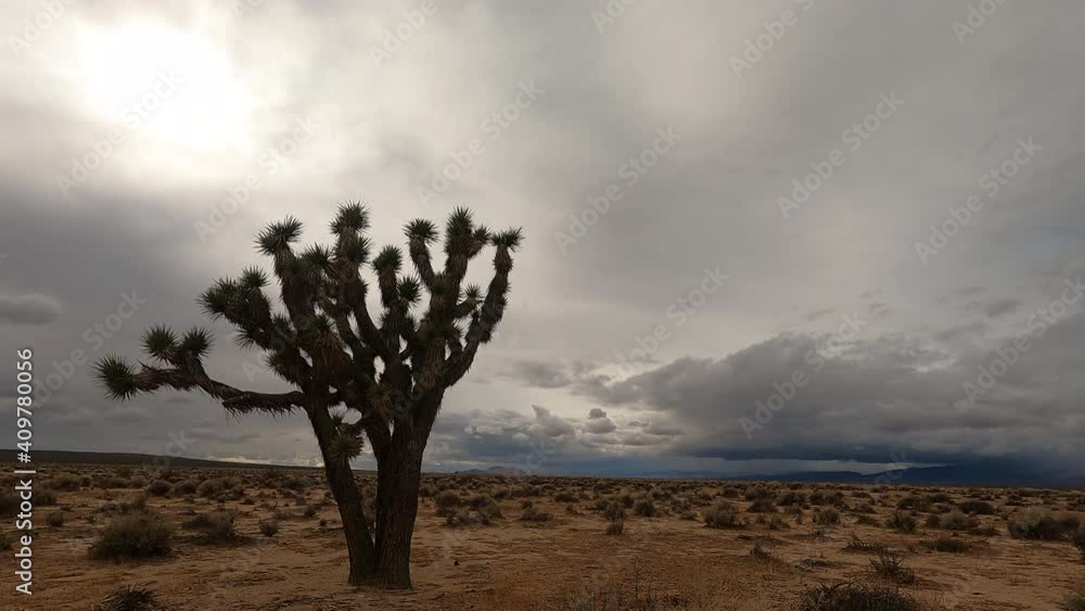 Vidéo Stock Cumulus and stratus clouds take shape over a lone Joshua ...