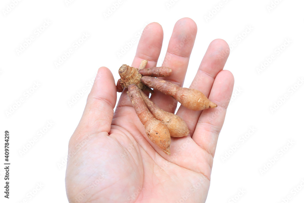 Finger root thai herb in people hand on white isolated background ...