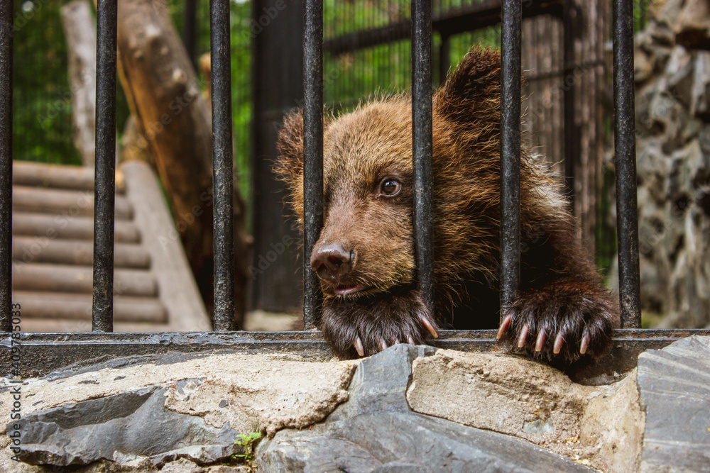 Sad bear cub in animal cage. Wild bear stuck nose through animal cage ...