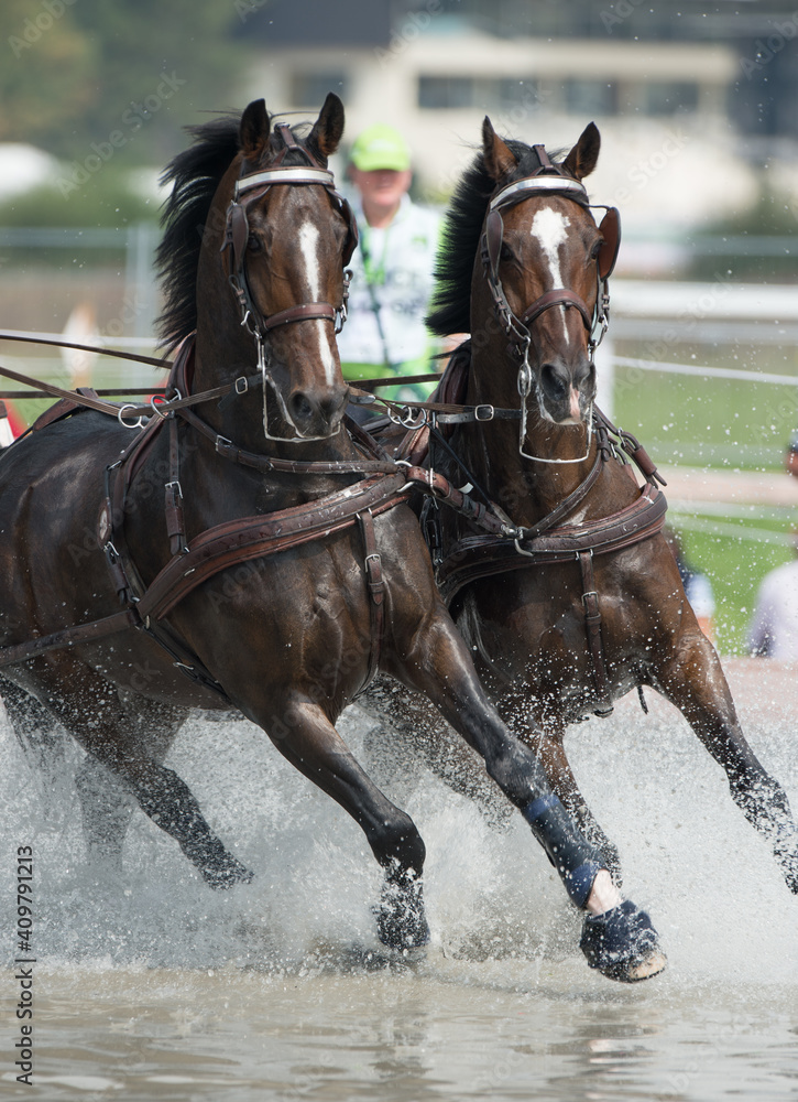 two bay carriage driving horses with white blazes competing in four in ...