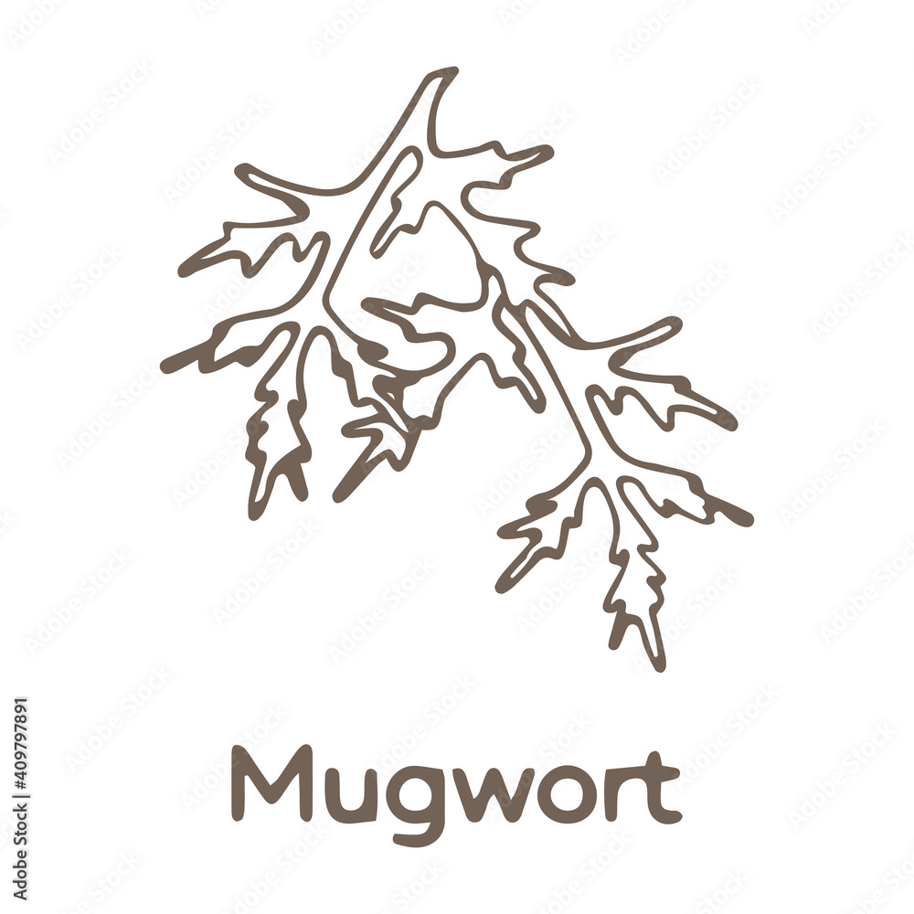 Hand drawn mugwort isolated on white background. Monochrome vector ...