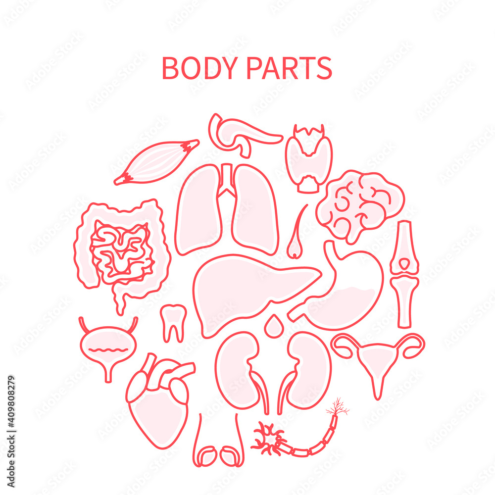 Human body organs outline set. Big collection of body part icons. Human ...