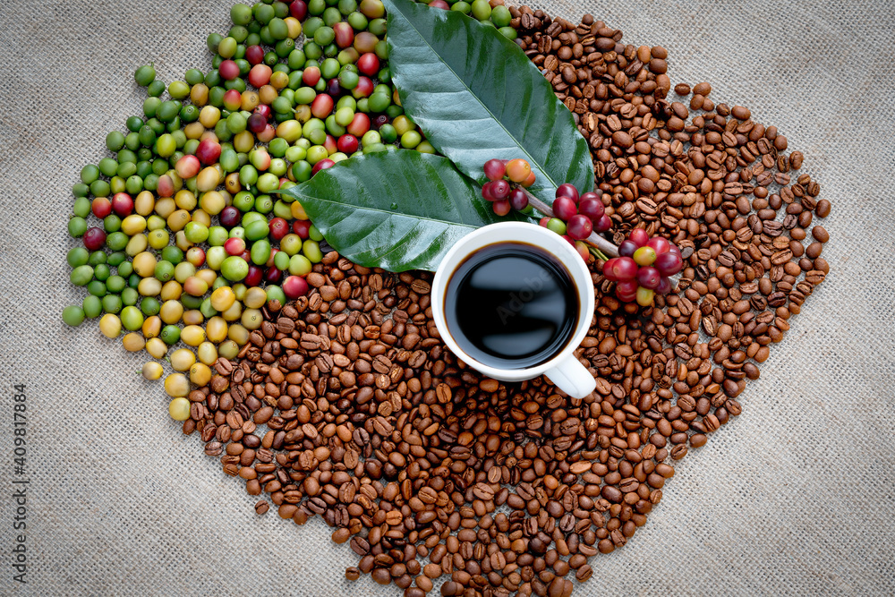 Raw or ripe red branch of Arabica and Robusta and organic coffee ...