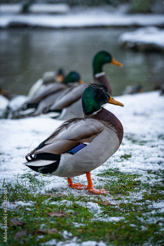 This image shows cute ducks in the winter near the Black Forest in ...