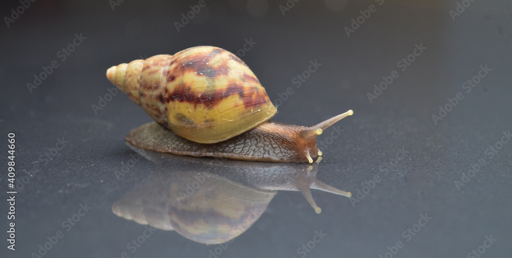 Snail (Bekicot, Achatina fulica, African giant snail, Archachatina ...