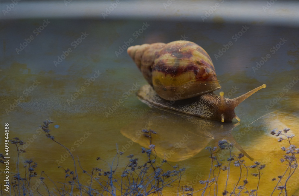 Snail (Bekicot, Achatina fulica, African giant snail, Archachatina ...