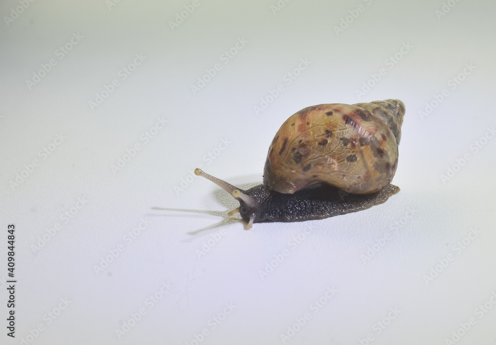 Snail (Bekicot, Achatina fulica, African giant snail, Archachatina ...